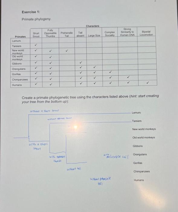 Exercise 1: Primate phylogeny. Create a primate | Chegg.com