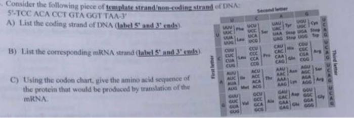 Solved Consider the following piece of tcmplate strand | Chegg.com
