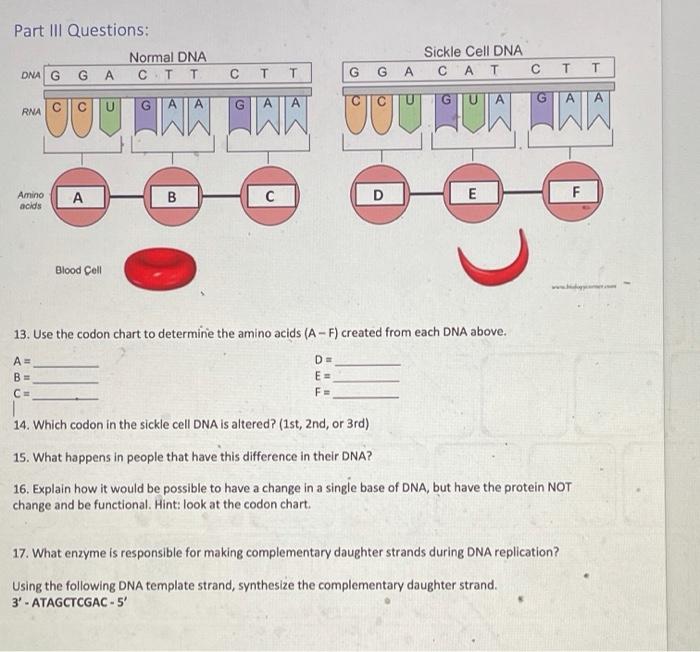 Solved Part III Questions: Sickle Cell DNA Normal DNA G A с | Chegg.com