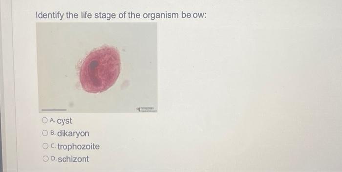Solved Identify the life stage of the organism below: A. | Chegg.com