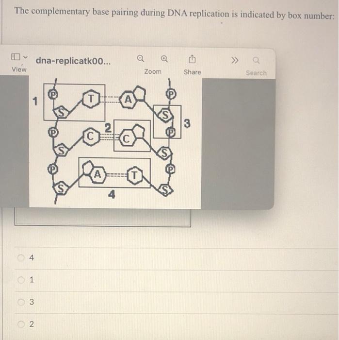 Solved The complementary base pairing during DNA replication | Chegg.com