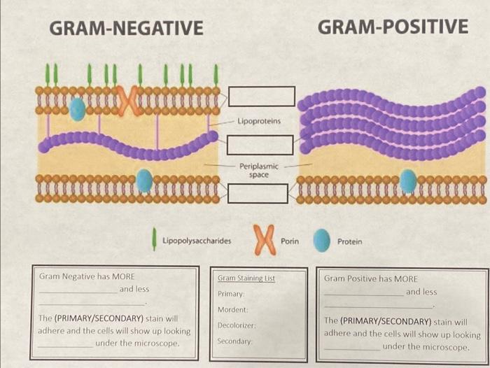 Solved GRAM-NEGATIVE GRAM-POSITIVE Gram Negative has MORE | Chegg.com