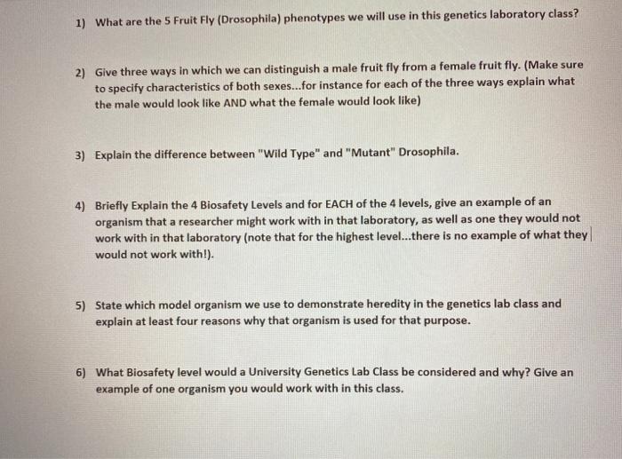 1) What are the 5 Fruit Fly (Drosophila) phenotypes | Chegg.com