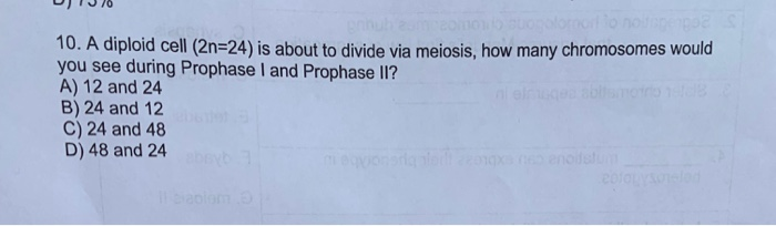 Solved 10. A diploid cell (2n 24) is about to divide via | Chegg.com