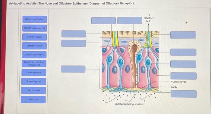 Solved Art-labeling Activity: The Nose and Olfactory | Chegg.com