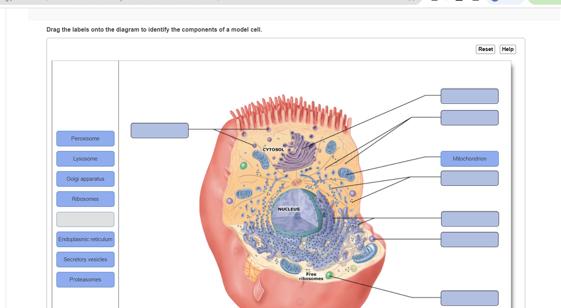 Solved Drag the labels onto the diagram to identify the | Chegg.com