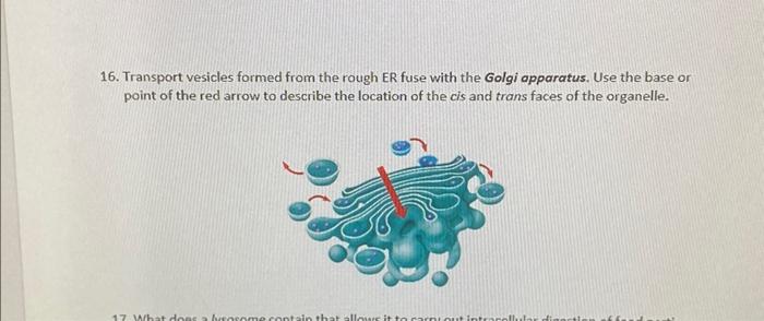 Solved 16. Transport vesicles formed from the rough ER fuse | Chegg.com