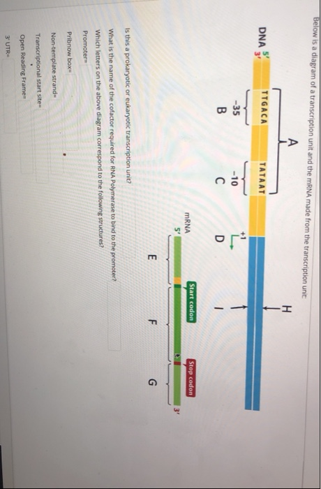 Solved Below is a diagram of a transcription unit and the | Chegg.com