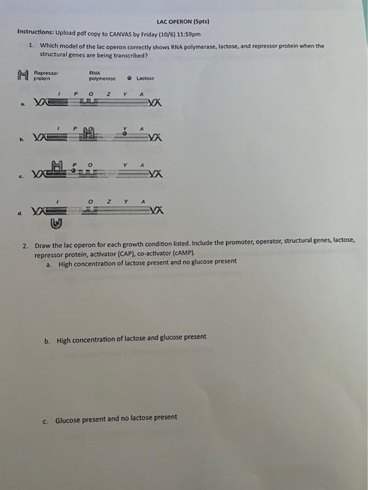 Solved LAC OPERON (5pts) Instructions: Upload pdf copy to | Chegg.com
