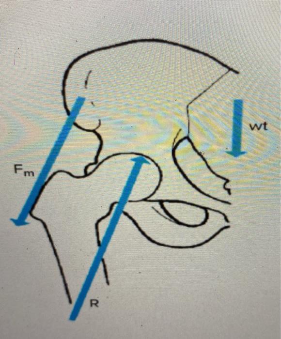 Solved how much compression acts on the hip during two | Chegg.com
