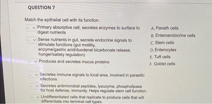 Solved Match the epithelial cell with its function. Primary | Chegg.com