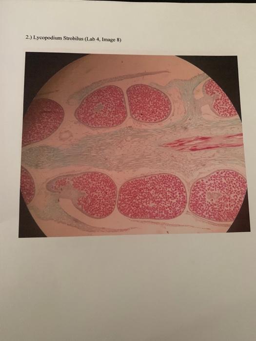 Solved 2.) Lycopodium Strobilus (Lab 4, Image 8) | Chegg.com