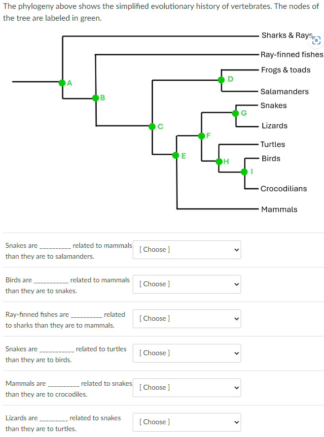 Solved The phylogeny above shows the simplified evolutionary | Chegg.com