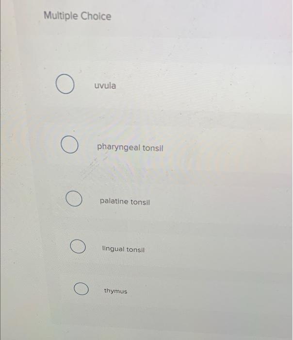 Solved Which structure is highlighted? Multiple Choice O | Chegg.com