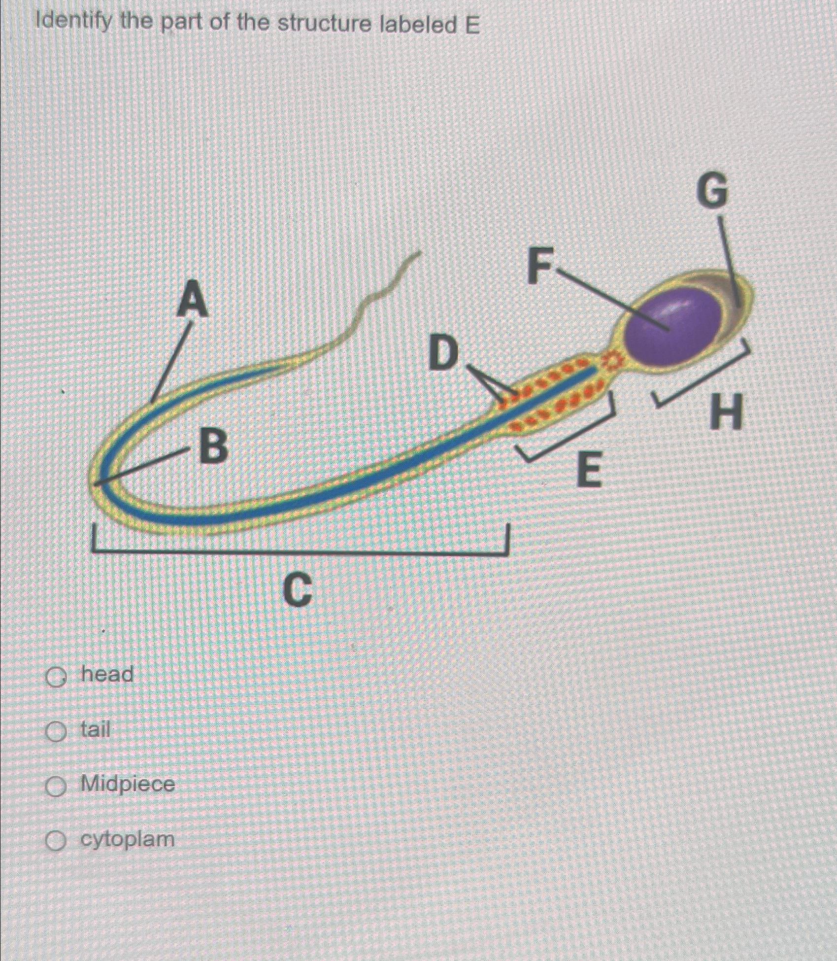Solved Identify the part of the structure labeled | Chegg.com