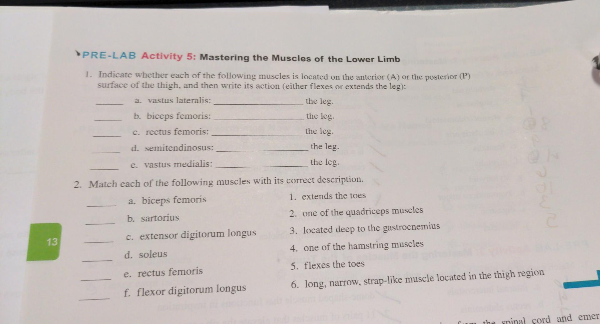 Solved PRE-LAB Activity 5: Mastering the Muscles of the | Chegg.com