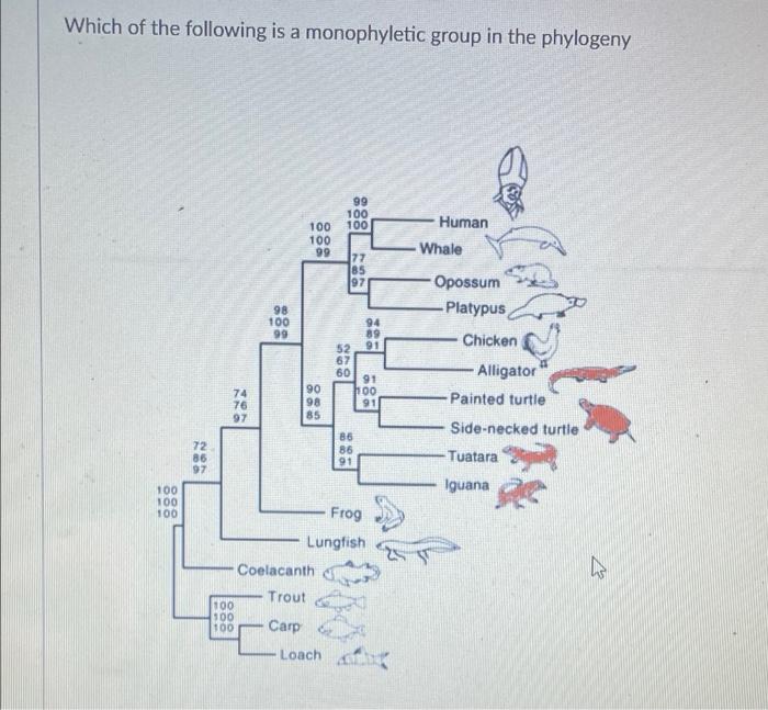 Solved Which of the following is a monophyletic group in the | Chegg.com