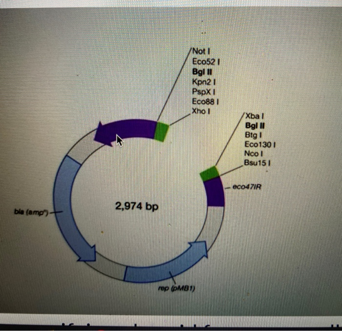 Solved purifying plasmid from your cells, you will set up a | Chegg.com