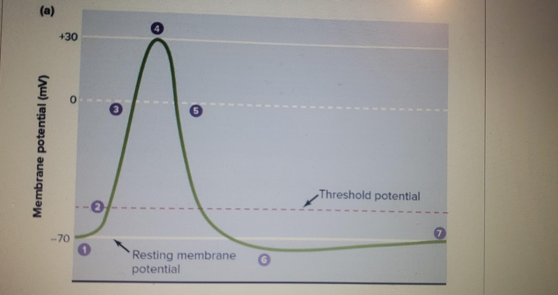 Solved (a)What happens if a neuron is stimulated in order to | Chegg.com