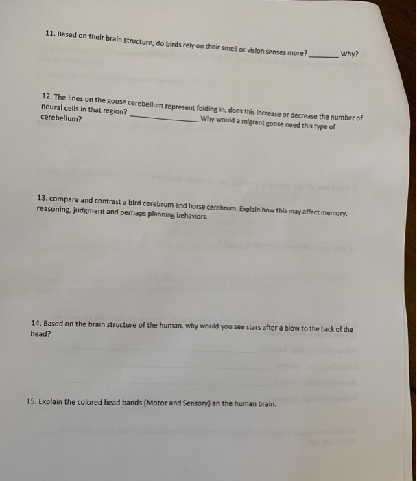 Solved 11. Based on their brain structure, do birds rely on | Chegg.com