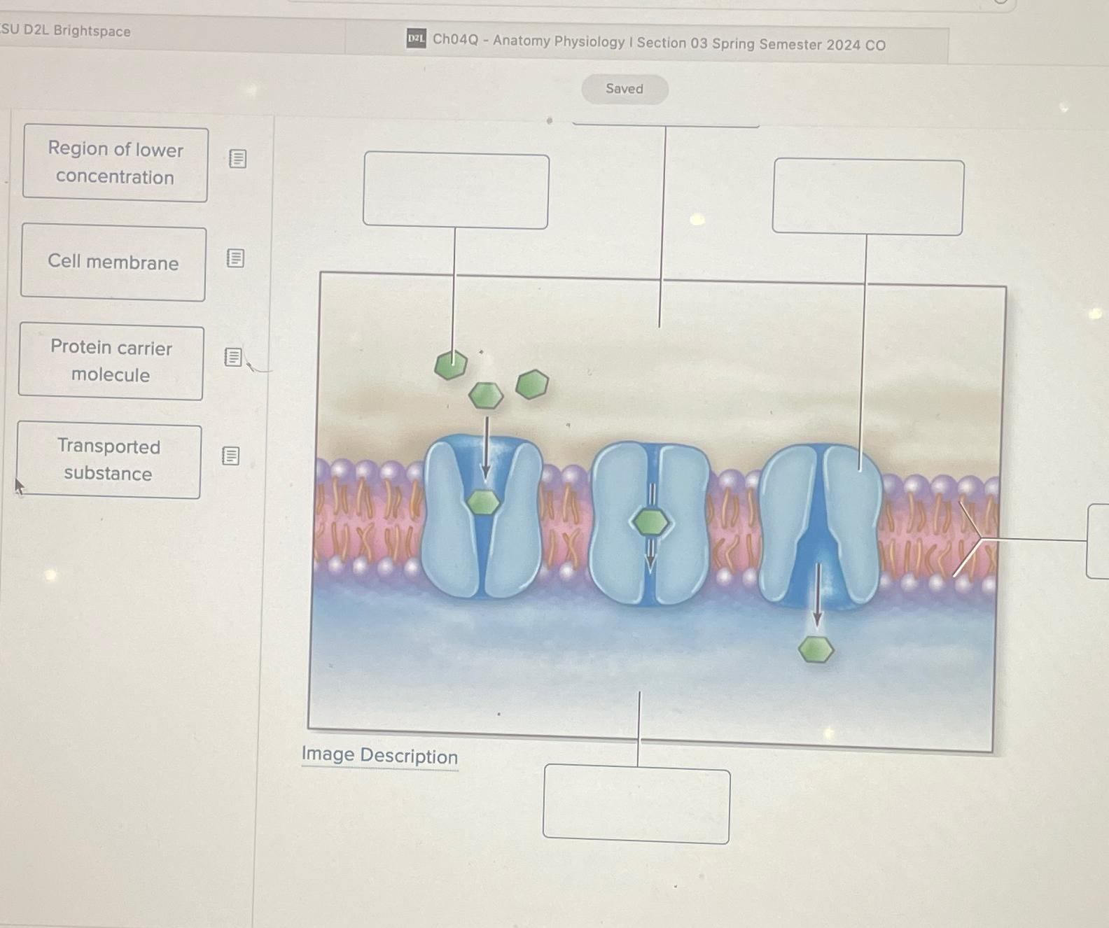 Solved Region of lower concentrationProtein carrier | Chegg.com