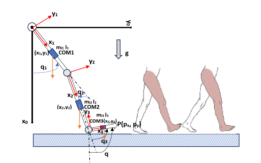 Solved matlab code for inverse kinematics of a human lower | Chegg.com