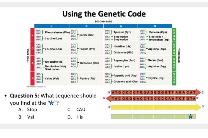 Solved The Genetic Code • DNA has a directionality. - Only | Chegg.com