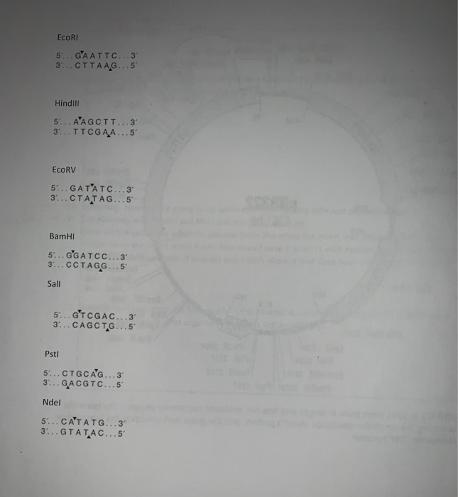 Solved 1. cut pBR322 with HindIII and NheI (pBR322 is double | Chegg.com