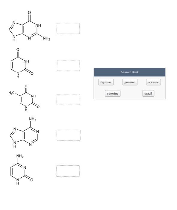 Solved Identify each nitrogenous base by its structure. | Chegg.com