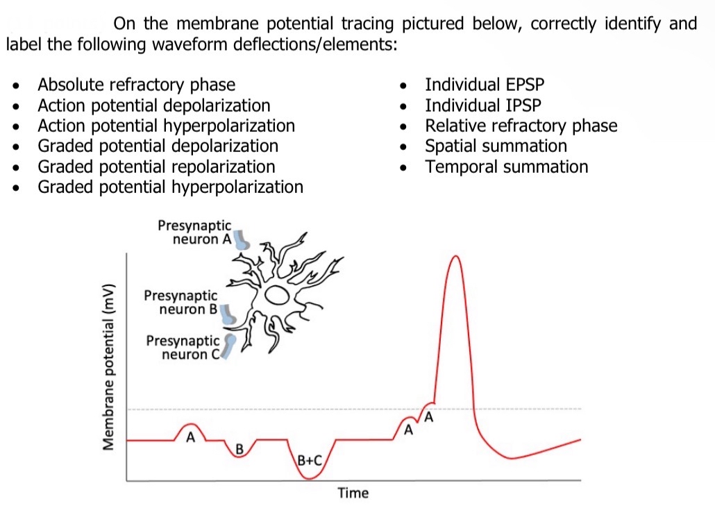 Solved On the membrane potential tracing pictured below, | Chegg.com