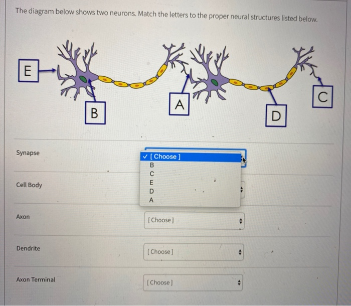 Solved The diagram below shows two neurons. Match the | Chegg.com