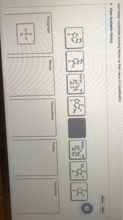 Solved Sort these nucleotide building blocks by their name | Chegg.com