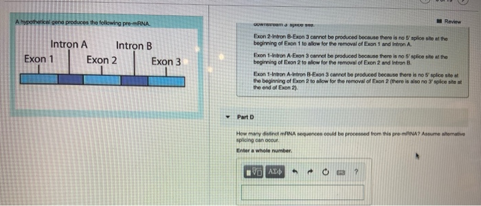 Solved A hypothetical gene produces the following pre-mRNA | Chegg.com
