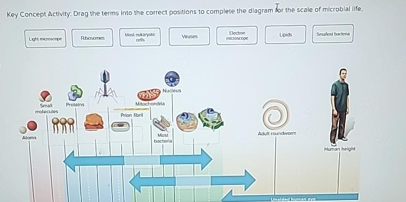 Solved Key Concept Activity: Drag the terms into the correct | Chegg.com