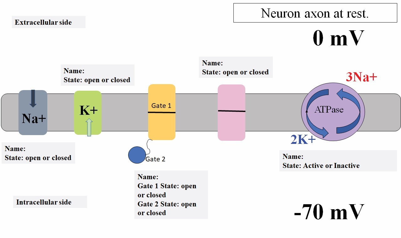 Solved the figure below is an image of the neuronal axon at | Chegg.com