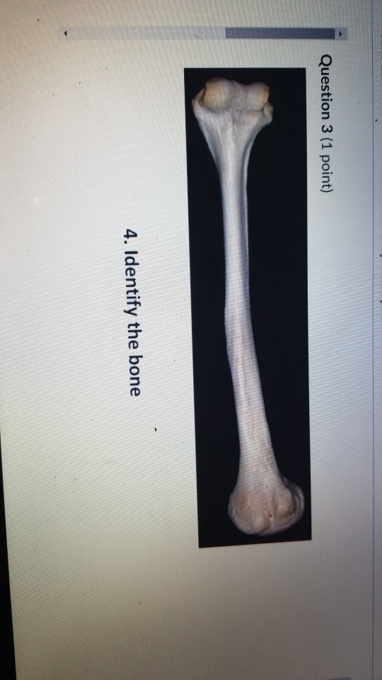 Solved Question 3 (1 point) 4. Identify the bone Question | Chegg.com