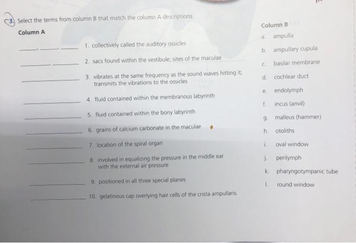 Solved Select the terms from column B that match the column | Chegg.com