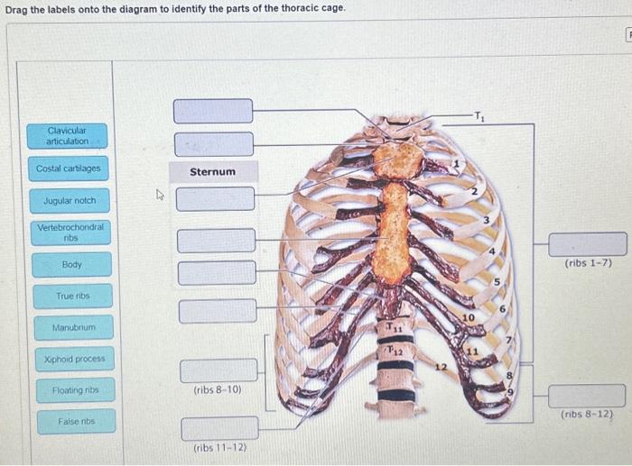 Solved Drag the labels onto the diagram to identify the | Chegg.com