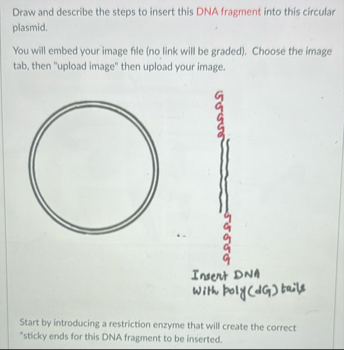 Solved Draw and describe the steps to insert this DNA | Chegg.com