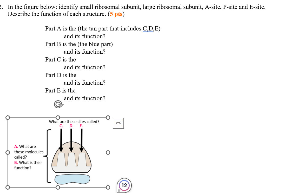 Solved 2. ﻿In the figure below: identify small ribosomal | Chegg.com