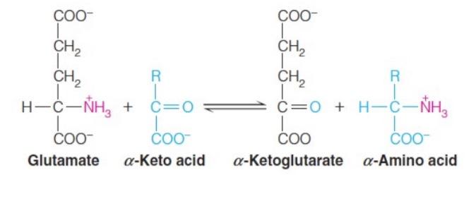 Solved Glutamate α-Keto acid α-Ketoglutarate α-Amino acid | Chegg.com