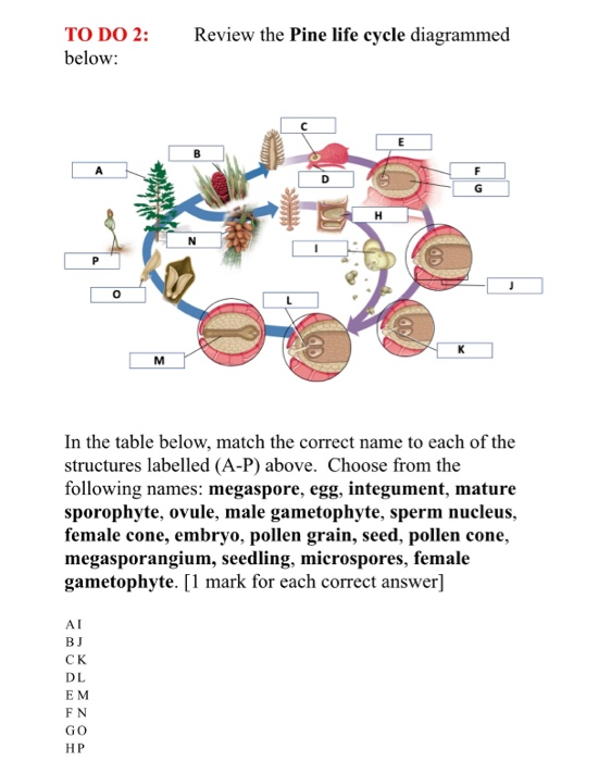 Solved TO DO 2: below: Review the Pine life cycle diagrammed | Chegg.com