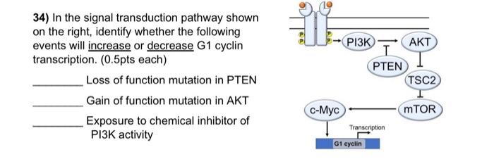 Solved 34) In the signal transduction pathway shown on the | Chegg.com