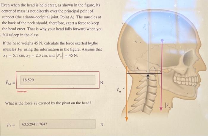 Solved Even when the head is held erect, as shown in the | Chegg.com