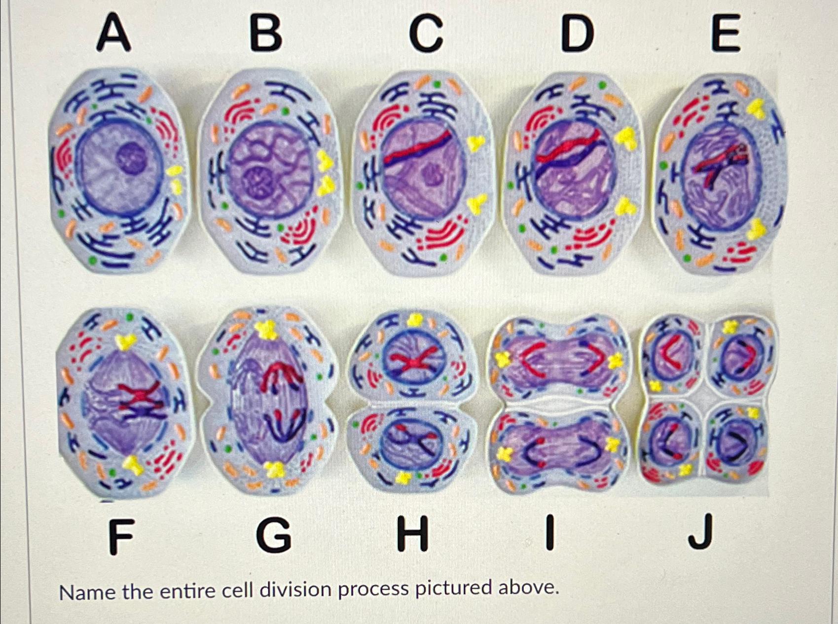 Solved Name the entire cell divison process pictured above. | Chegg.com
