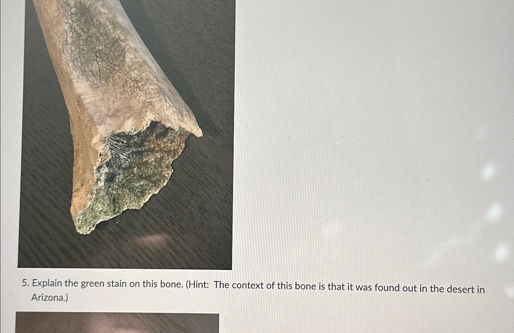 Solved Explain the green stain on this bone. (Hint: The | Chegg.com