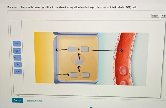 Solved Part A - Secretion of H and Reabsorption of HCO3 How | Chegg.com