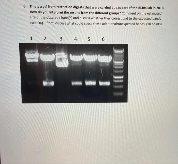 Solved the question is based off of a restriction digest | Chegg.com