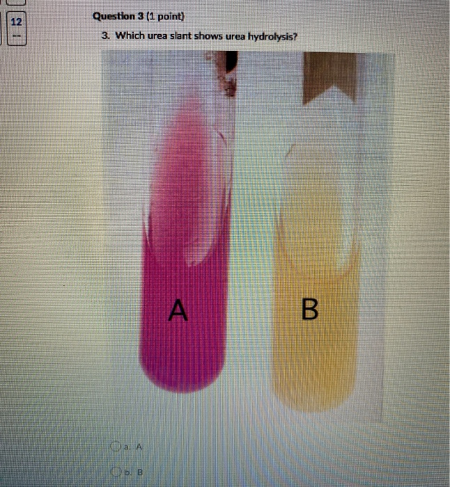 Solved Question 3 (1 point) 3. Which urea slant shows urea | Chegg.com