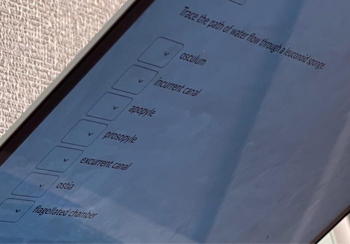 Solved apopyle V prosopyle excurrent canal ostia Hagellated | Chegg.com